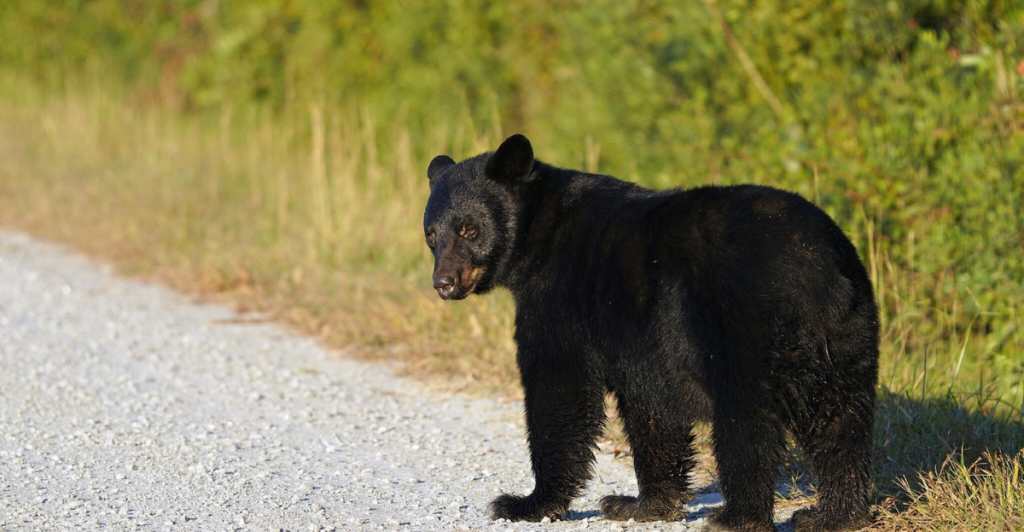 The 10 Fastest Bears in the World Ranked | animalplanethq.com