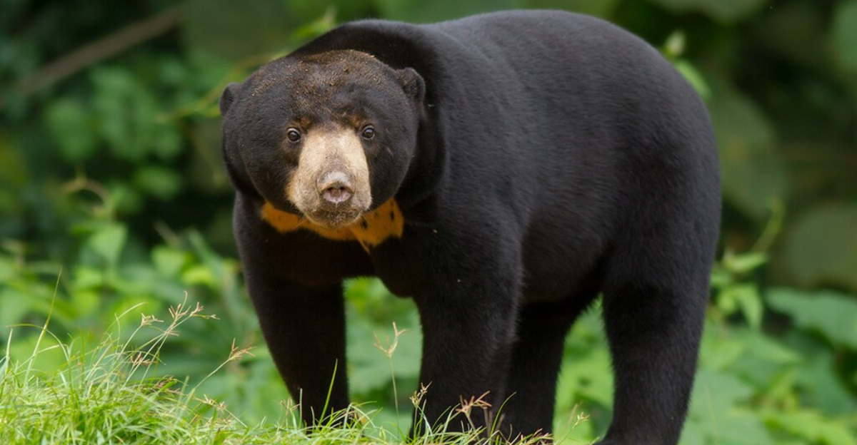 The 10 Fastest Bears in the World Ranked | animalplanethq.com