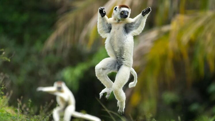 11 Iconic Flying Mammals and Where They Thrive | animalplanethq.com