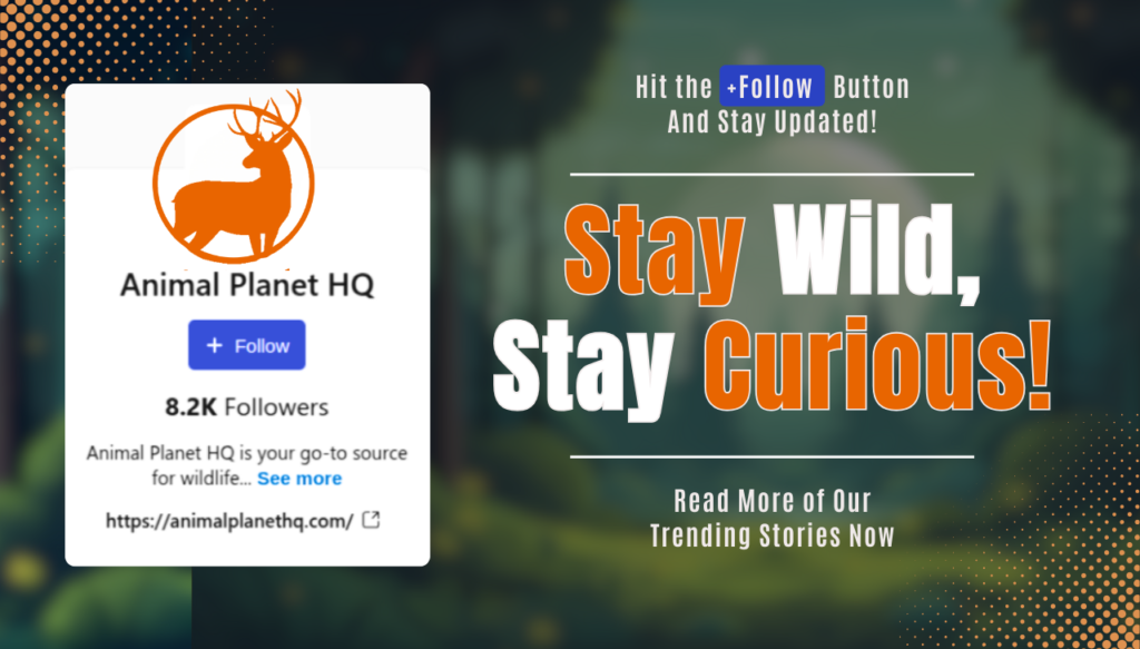 8 of the World’s Most Solitary Animals and How They Thrive Alone | animalplanethq.com