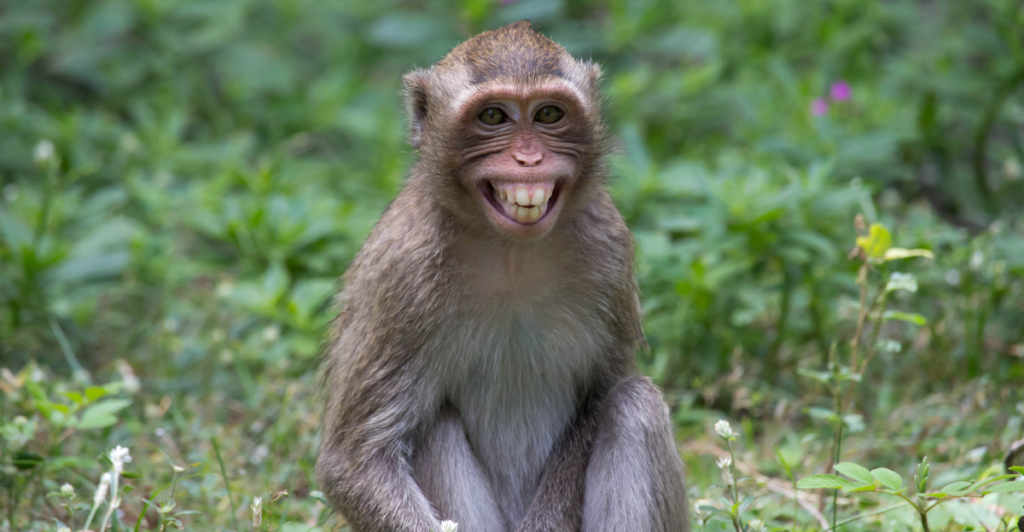 10 Animals That Share Surprising Similarities with Humans – Closest ...