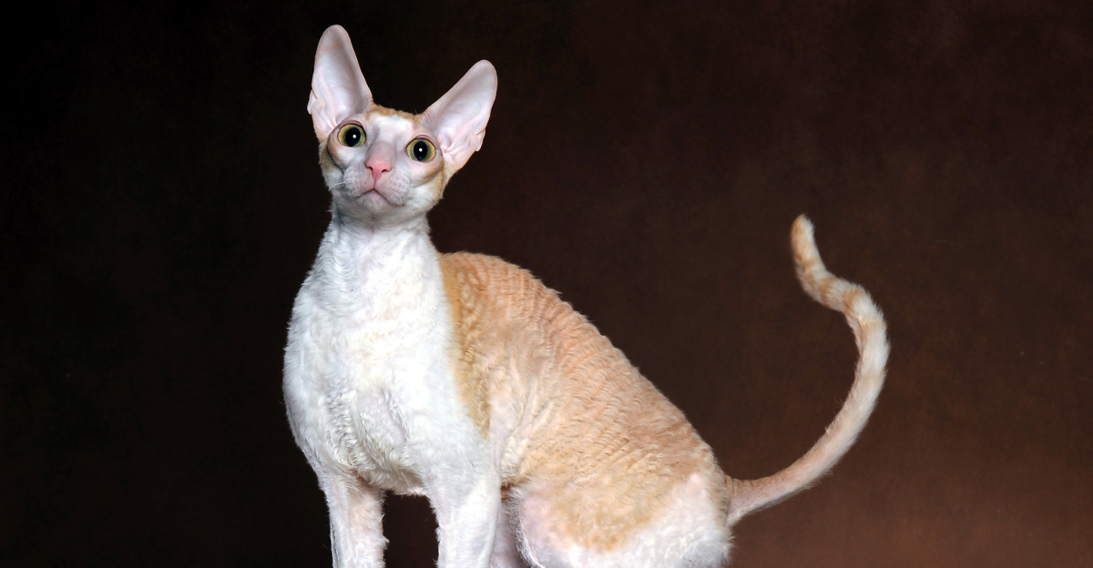 12 Weirdest and Most Unique Cat Breeds in the World | animalplanethq.com