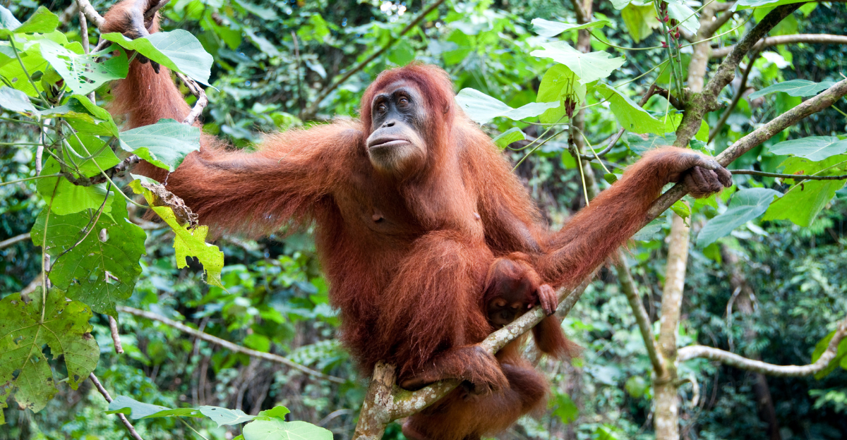 10 Animals That Share Surprising Similarities with Humans – Closest ...