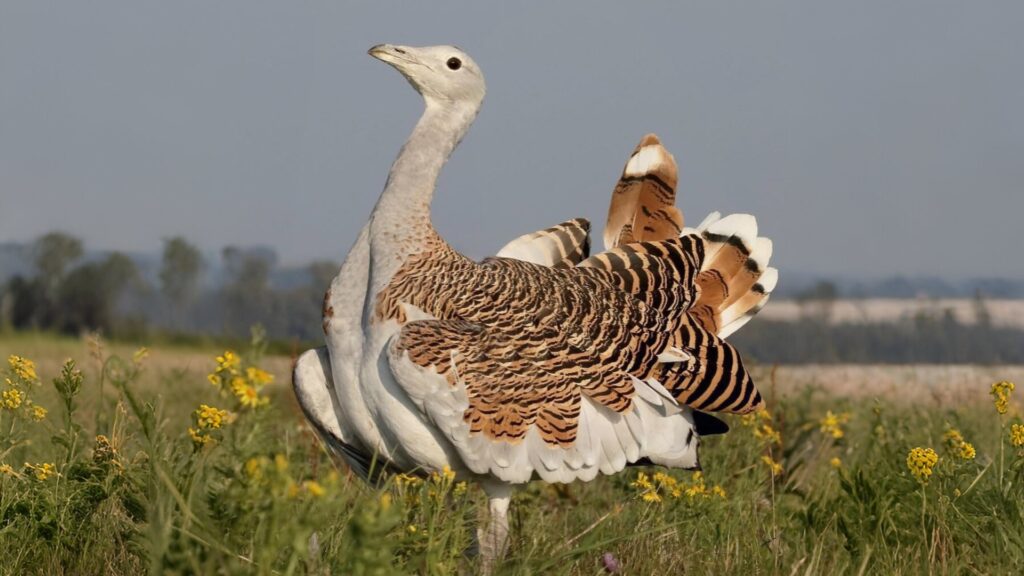 The 11 Heaviest Flying Birds in the World – Giants of the Sky ...