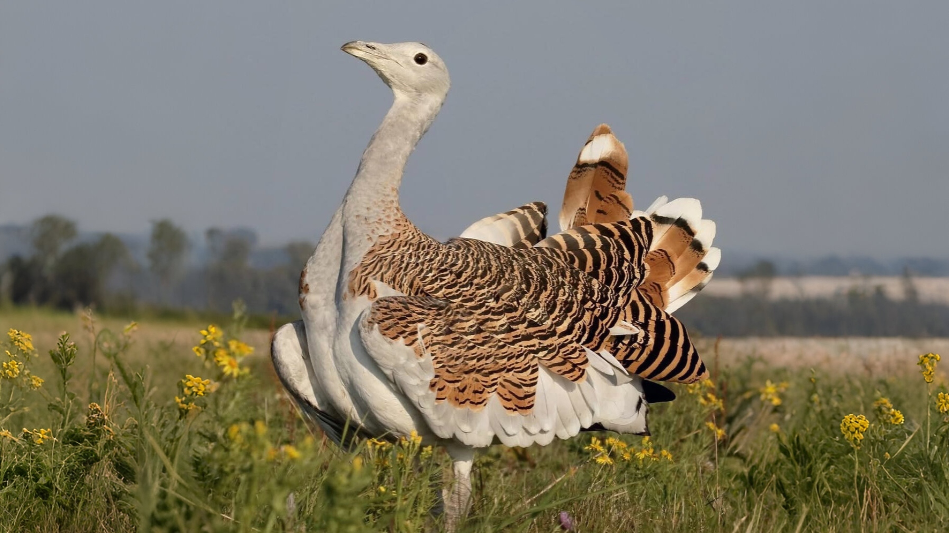 The 11 Heaviest Flying Birds in the World – Giants of the Sky ...