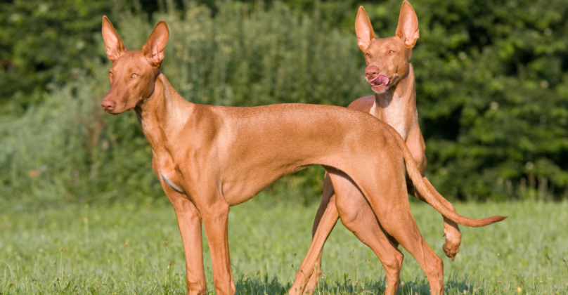 12 Arabic Dog Breeds Built For Resilience | animalplanethq.com