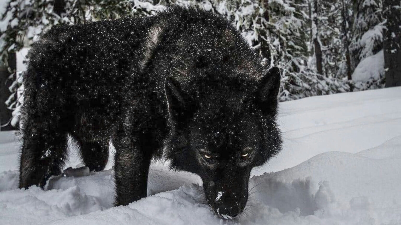 12 Facts About the Mysterious American Black Wolf – Rare Forest Wonder ...