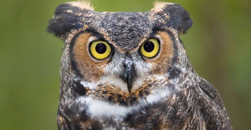 12 Of The Most Dangerous Birds In The World | animalplanethq.com
