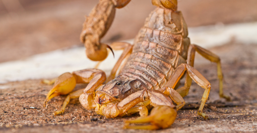 10 Deadliest Animals to Humans – The World’s Most Lethal Creatures ...