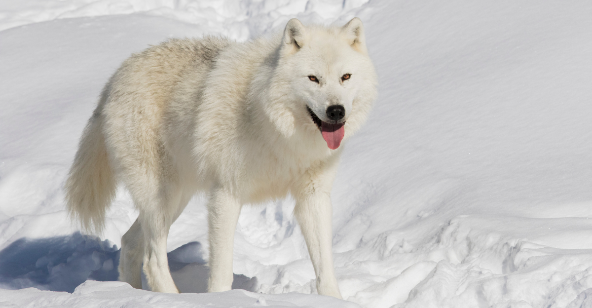 9 Amazing Wolf Adaptations for Survival | animalplanethq.com
