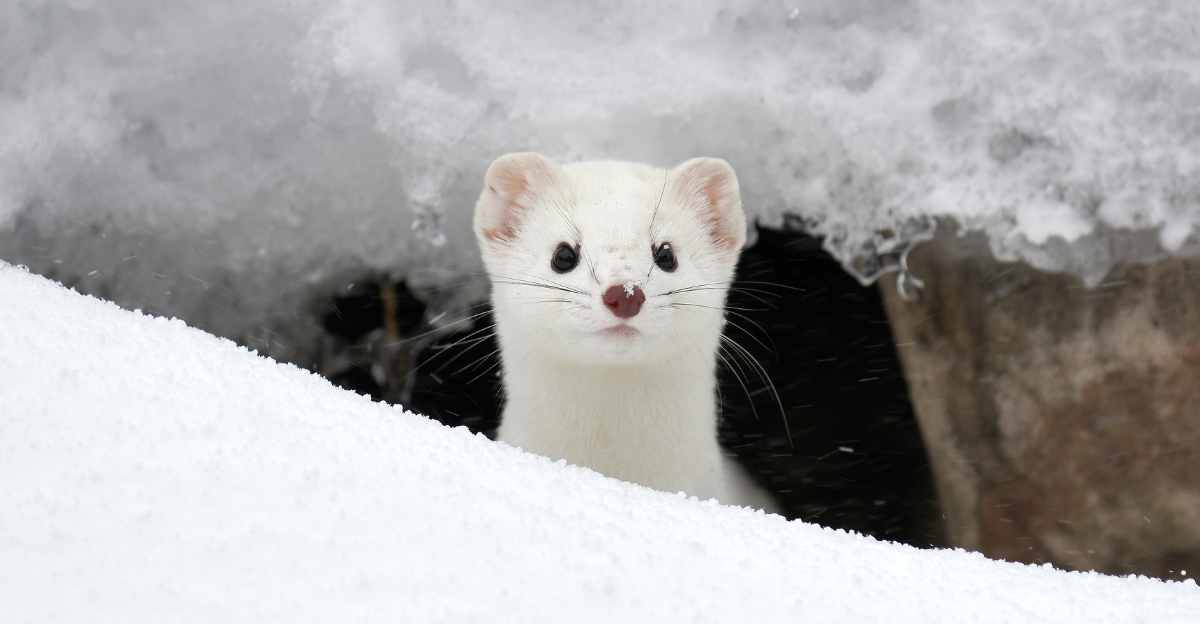 The List of Animals That Turn White in Winter to Survive ...