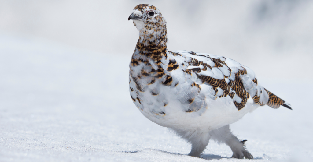 The List of Animals That Turn White in Winter to Survive ...