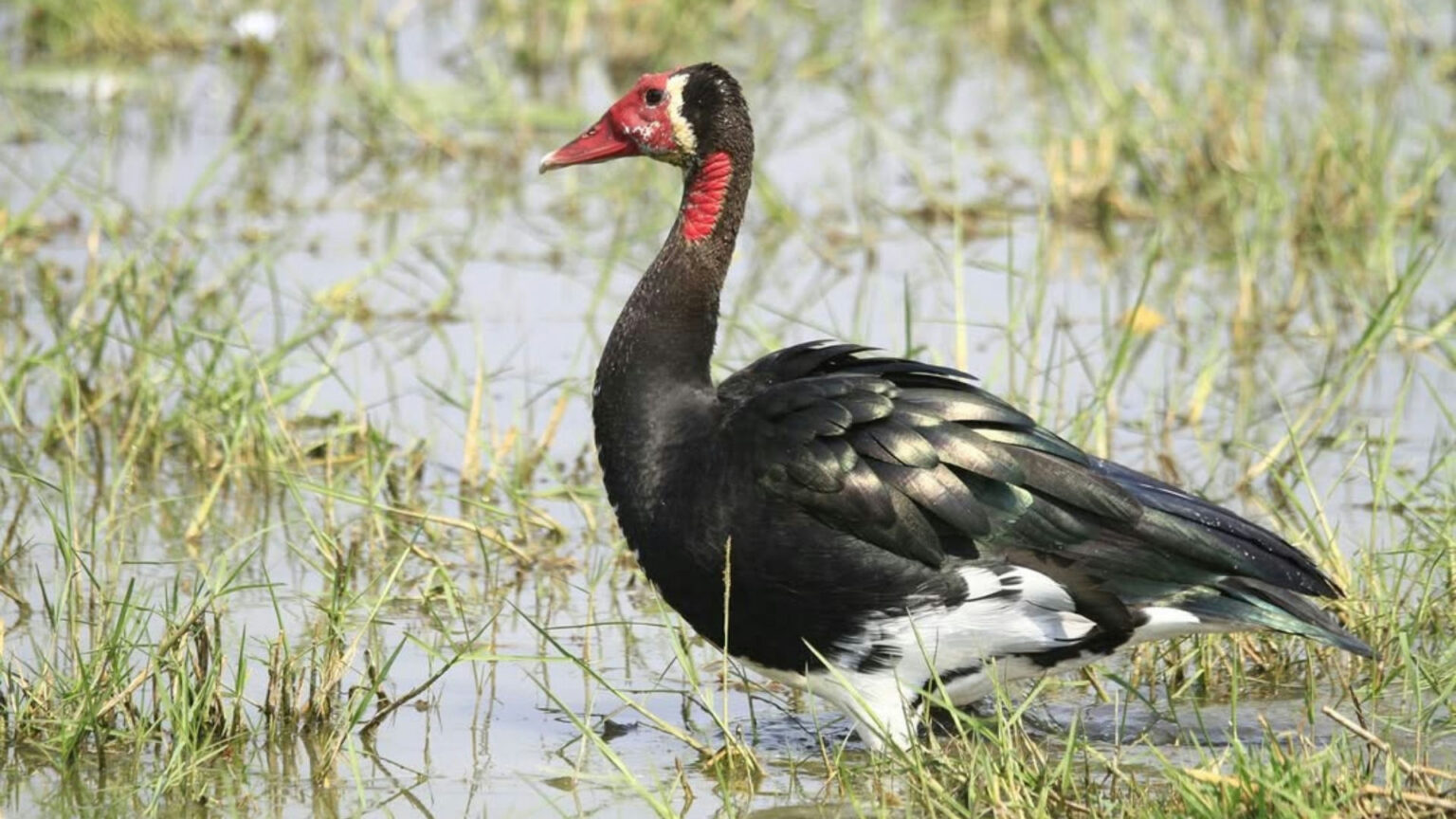 Most Poisonous Birds and Where to Find Them | animalplanethq.com