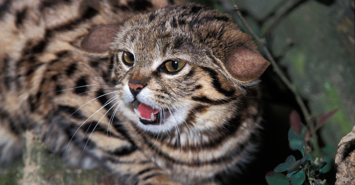 The 10 Most Dangerous Cats in the World, Ranked | animalplanethq.com