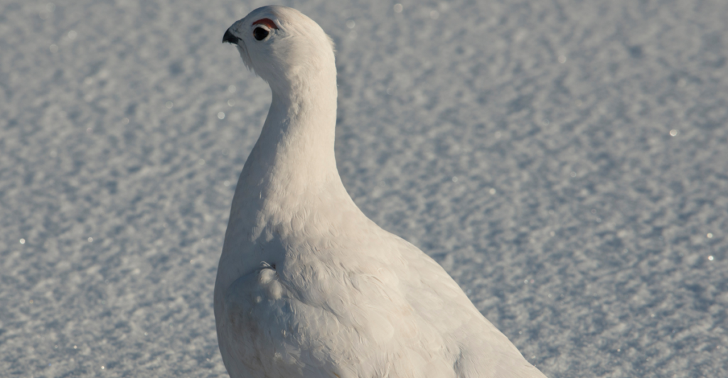 The List of Animals That Turn White in Winter to Survive ...