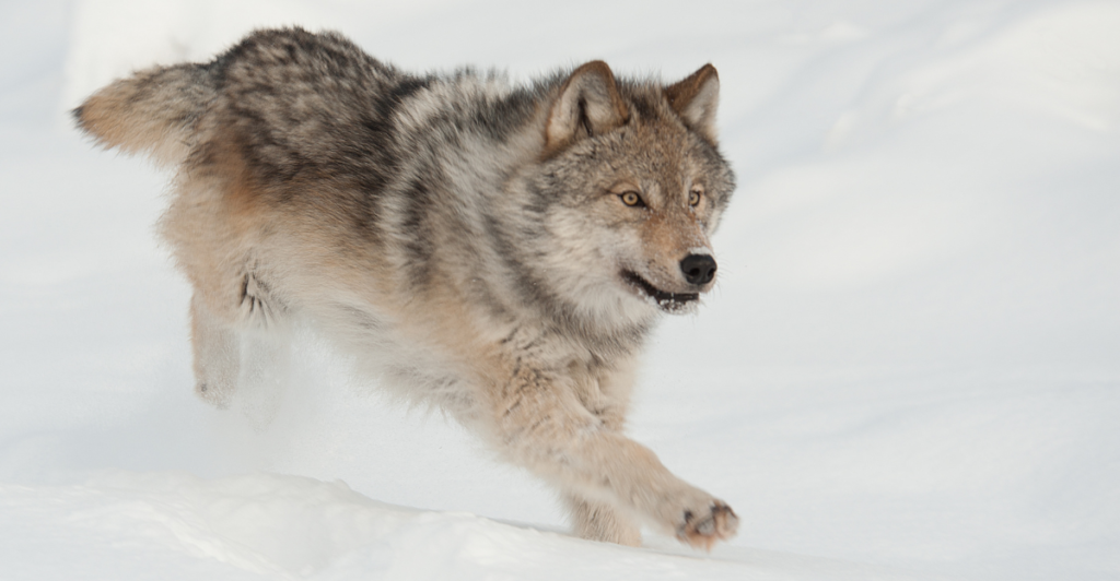 9 Amazing Wolf Adaptations for Survival | animalplanethq.com