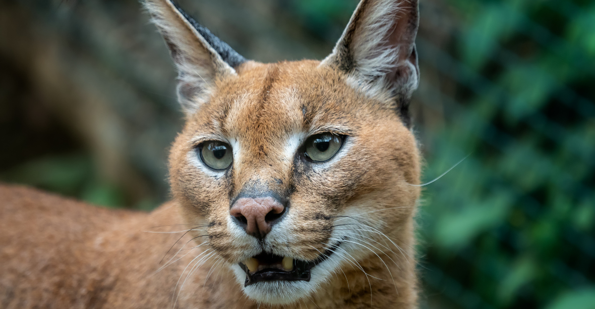The 10 Most Dangerous Cats in the World, Ranked | animalplanethq.com