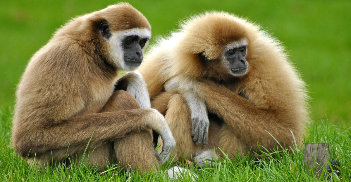 10 Animals That Share Surprising Similarities with Humans – Closest ...
