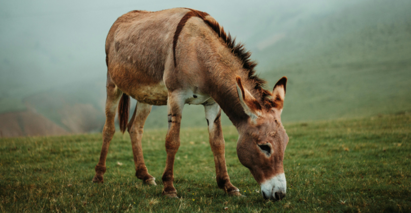 10 Times Animals Changed the Course of Human History | animalplanethq.com