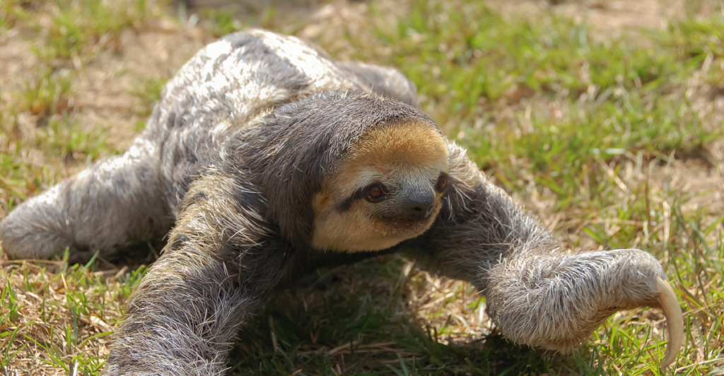 The 10 Slowest Land Animals in the World and Where They Thrive ...