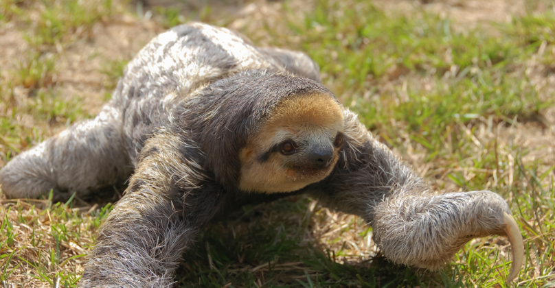 The 10 Slowest Land Animals in the World and Where They Thrive ...