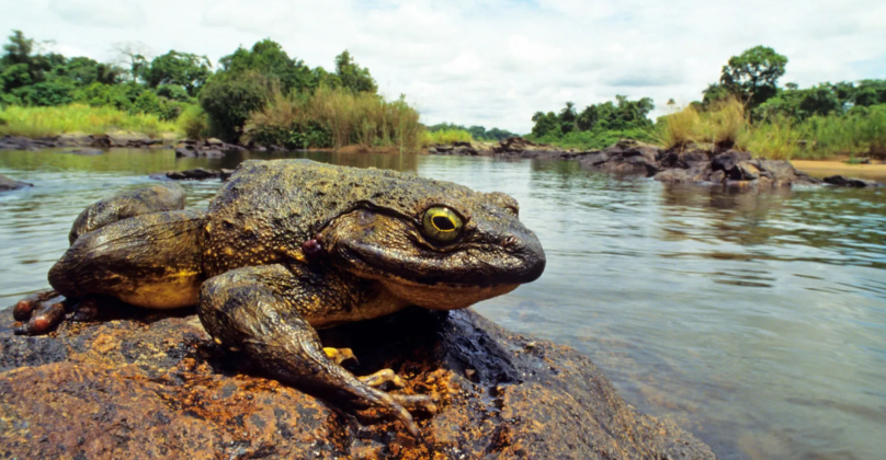 Top 10 Largest Frogs in the World by Weight | animalplanethq.com