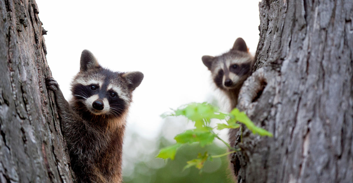 12 Wild Animals That Are Thriving in Cities | animalplanethq.com