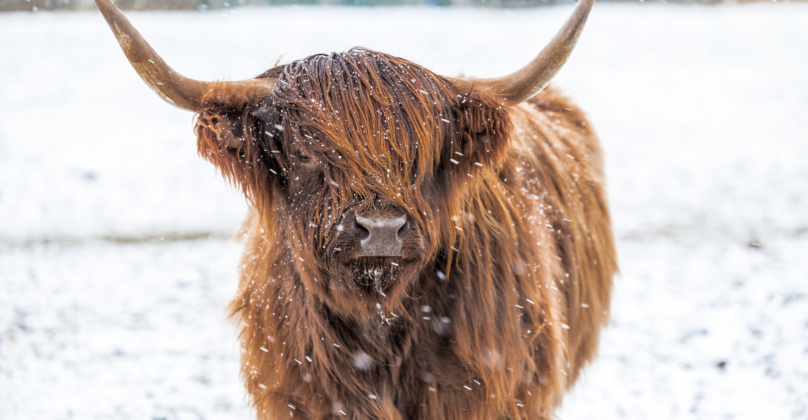 12 Animals With the Most Amazing Hair in Nature | animalplanethq.com