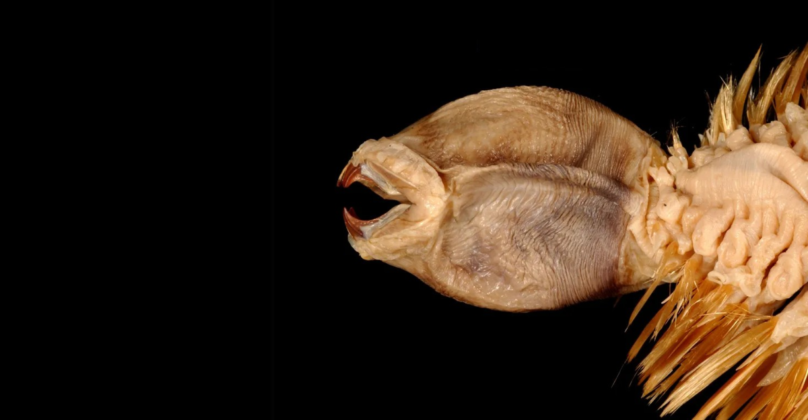 Antarctic Scale Worm: The Deep Sea Nightmare Whose Prey Remains a ...