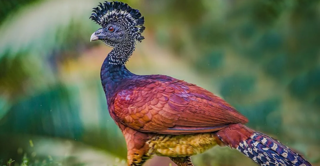 12 Animals With the Most Amazing Hair in Nature | animalplanethq.com