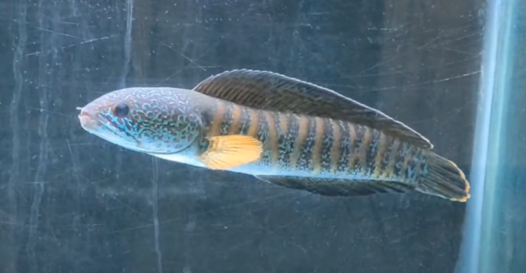 One of the Rarest Fish on Earth Found Alive After 85 Years ...