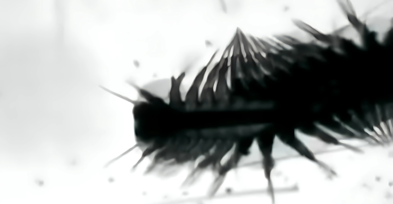 Antarctic Scale Worm: The Deep Sea Nightmare Whose Prey Remains a ...