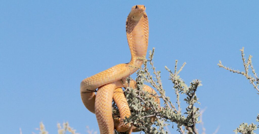 Cannibal Creatures: 11 Animals That Eat Their Own Kind | animalplanethq.com