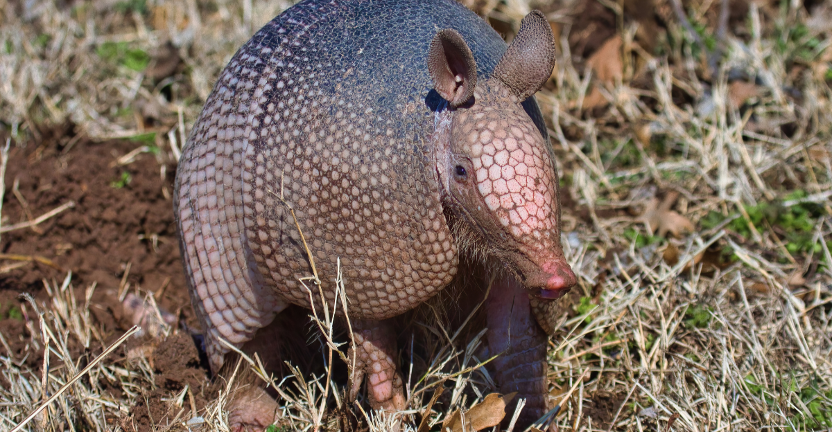 12 Incredible Things That Make Armadillos Truly Unique | animalplanethq.com