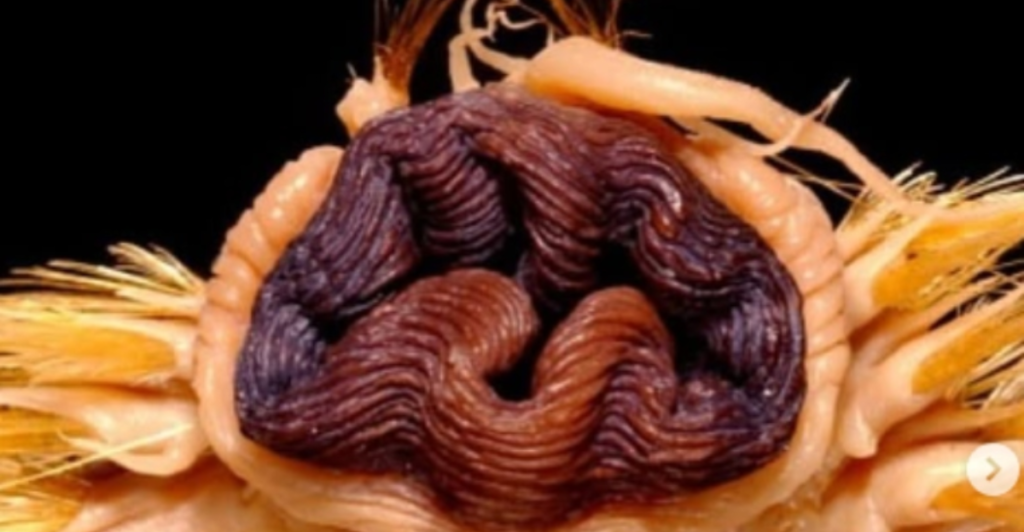 Antarctic Scale Worm: The Deep Sea Nightmare Whose Prey Remains a ...