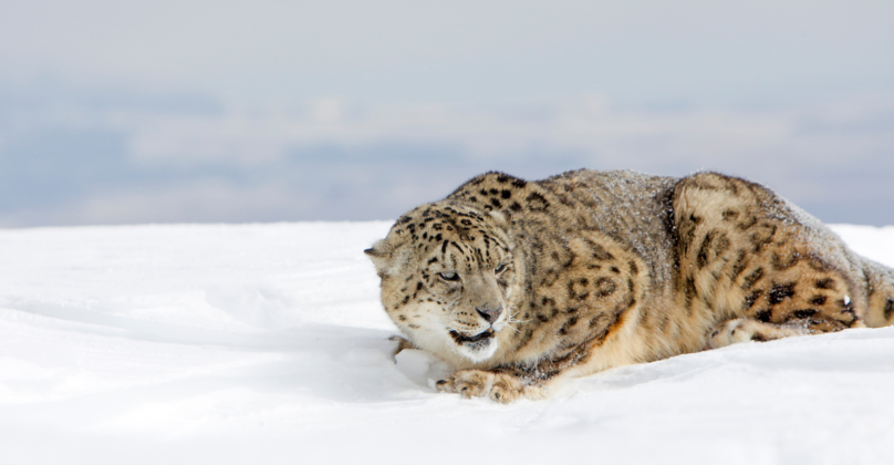 10 Animals That Thrive on the World’s Highest Peaks | animalplanethq.com