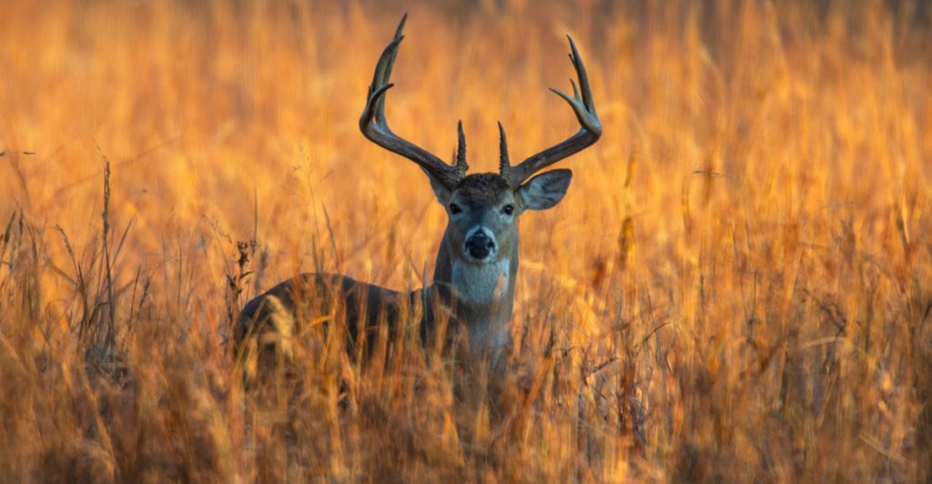 12 Wild Animals That Are Thriving in Cities | animalplanethq.com