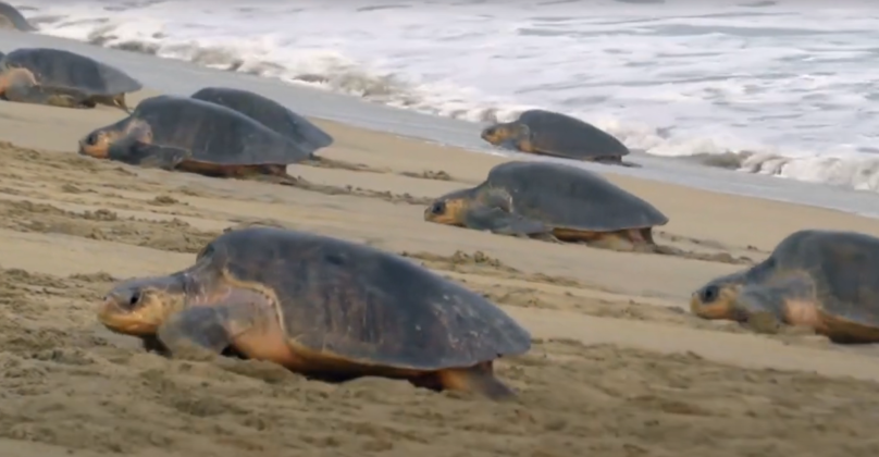 These 10 U.S. Beaches Are Famous for Sea Turtle Nesting—Here’s When to ...