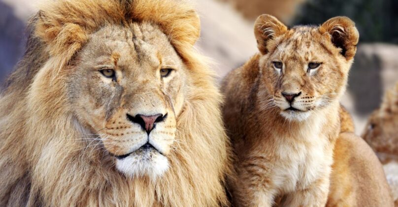 Cannibal Creatures: 11 Animals That Eat Their Own Kind | animalplanethq.com