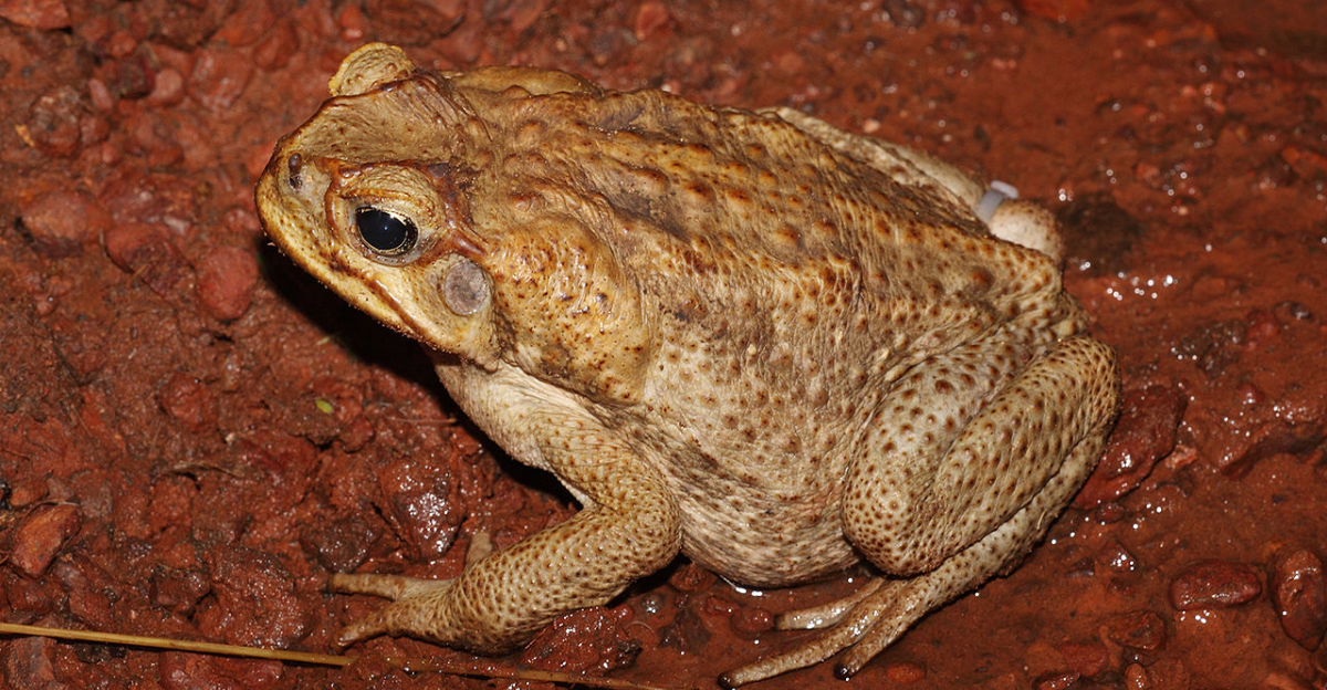 Top 10 Largest Frogs in the World by Weight | animalplanethq.com