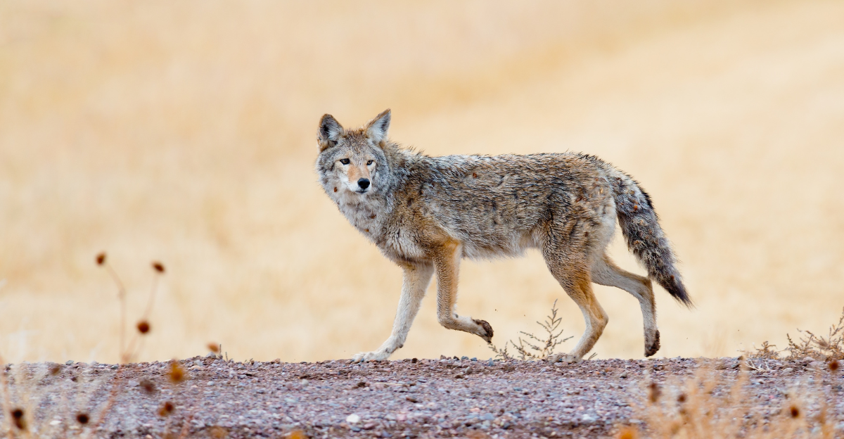 12 Wild Animals That Are Thriving in Cities | animalplanethq.com