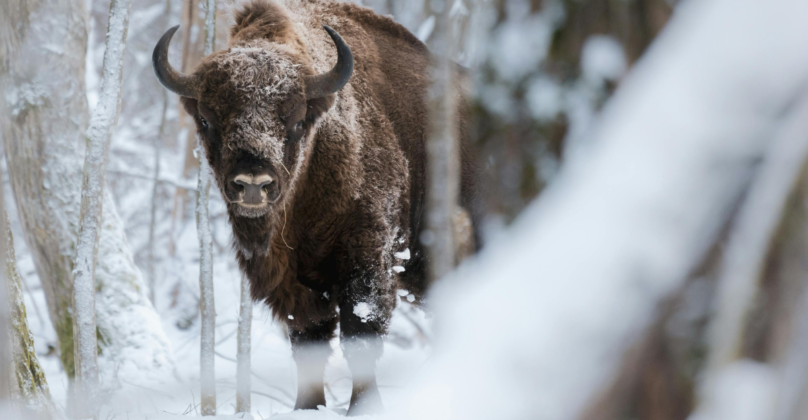 The 12 Most Iconic Wildlife Species That Define North America ...
