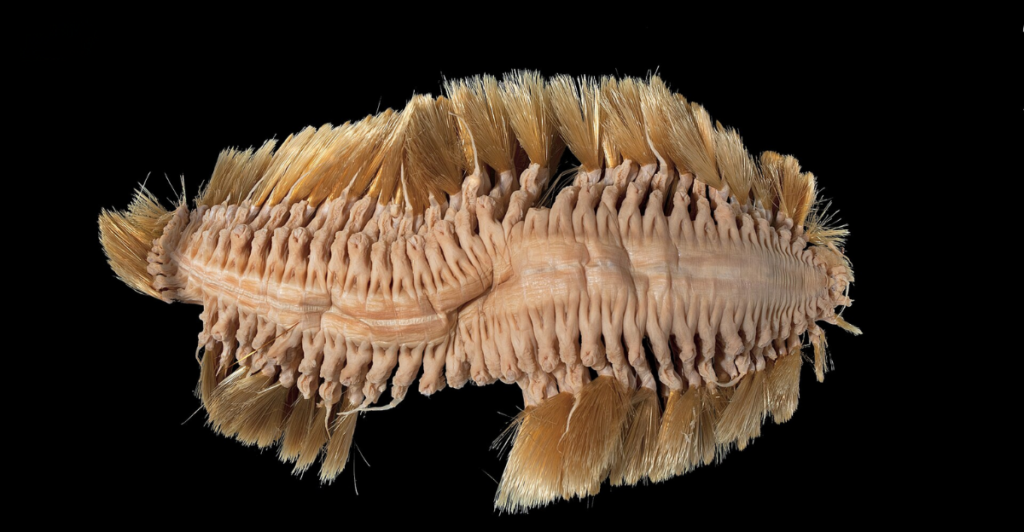 Antarctic Scale Worm: The Deep Sea Nightmare Whose Prey Remains a ...