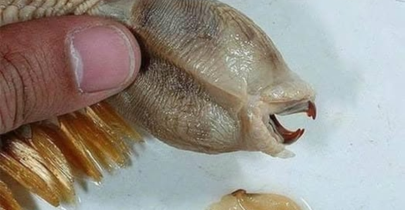 Antarctic Scale Worm: The Deep Sea Nightmare Whose Prey Remains a ...