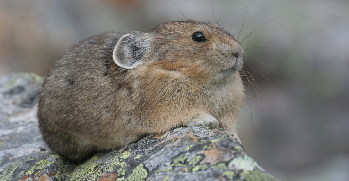 10 Animals That Thrive on the World’s Highest Peaks | animalplanethq.com