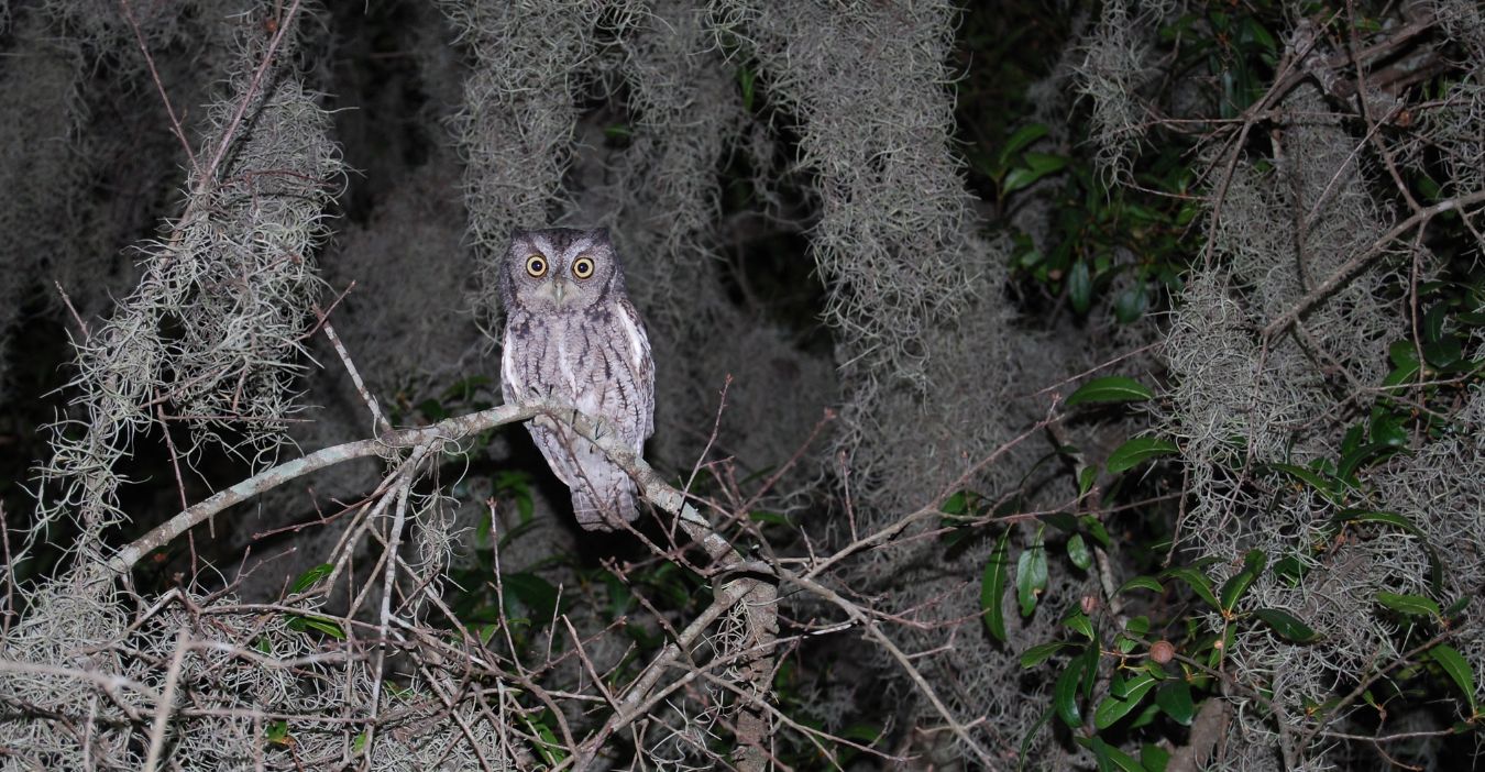 11 Animals Linked to Death—The Myths and Mysteries Explained ...