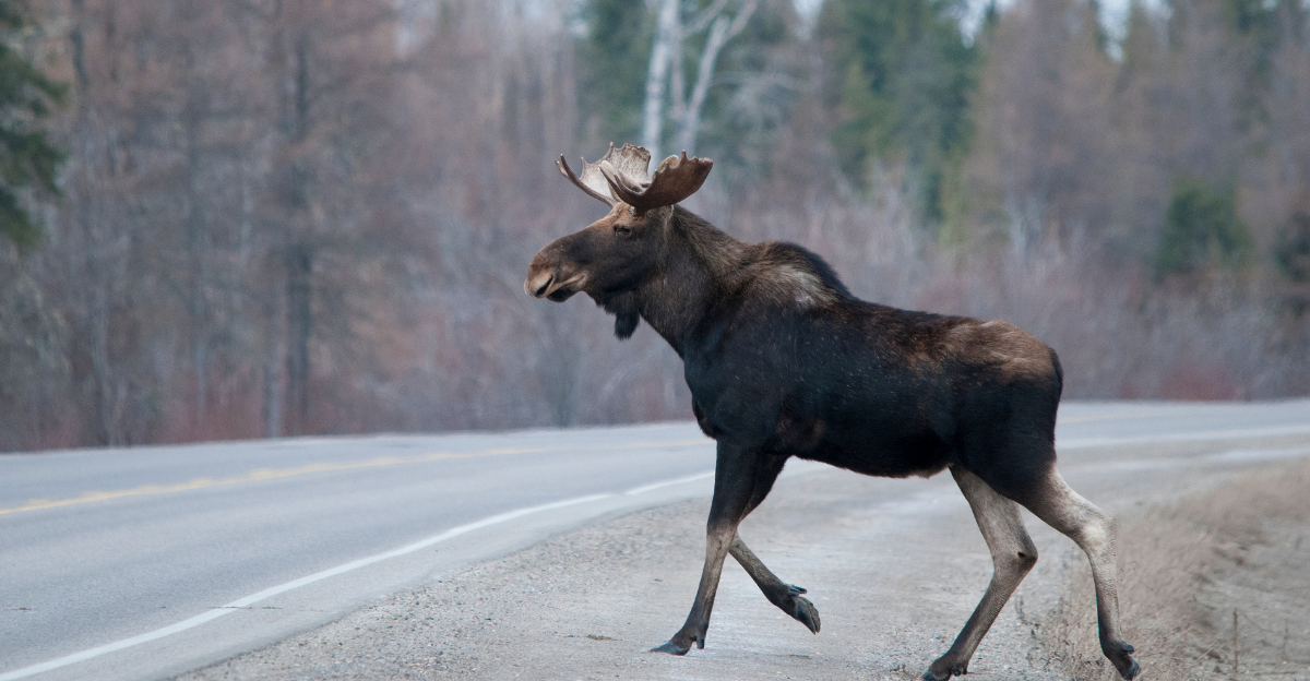 The 12 Most Iconic Wildlife Species That Define North America ...