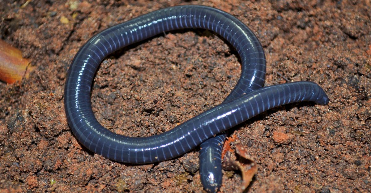 Cannibal Creatures: 11 Animals That Eat Their Own Kind | animalplanethq.com