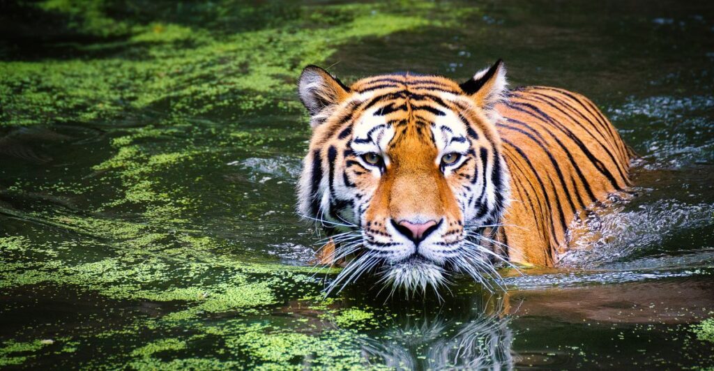 9 Animals That Have Become Symbols of Political Controversy ...