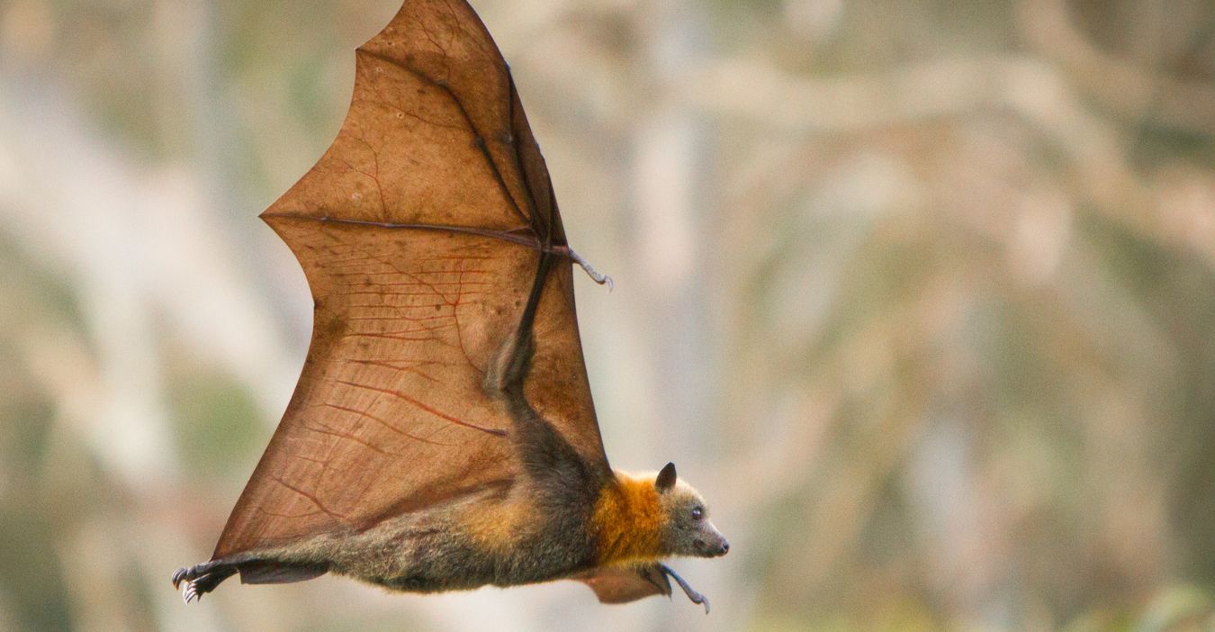 11 Animals Linked to Death—The Myths and Mysteries Explained ...